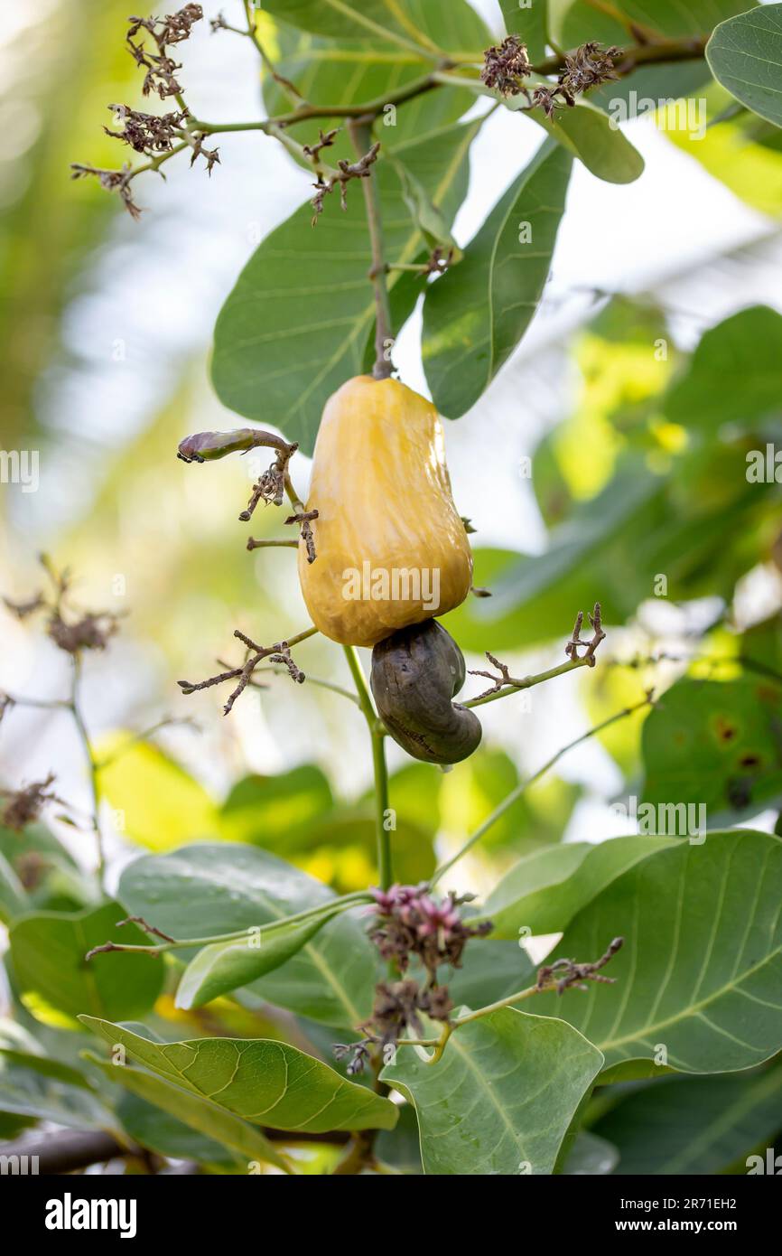 Cashew-nut (Anacardium occidentale) flowers and ripening fruit ...