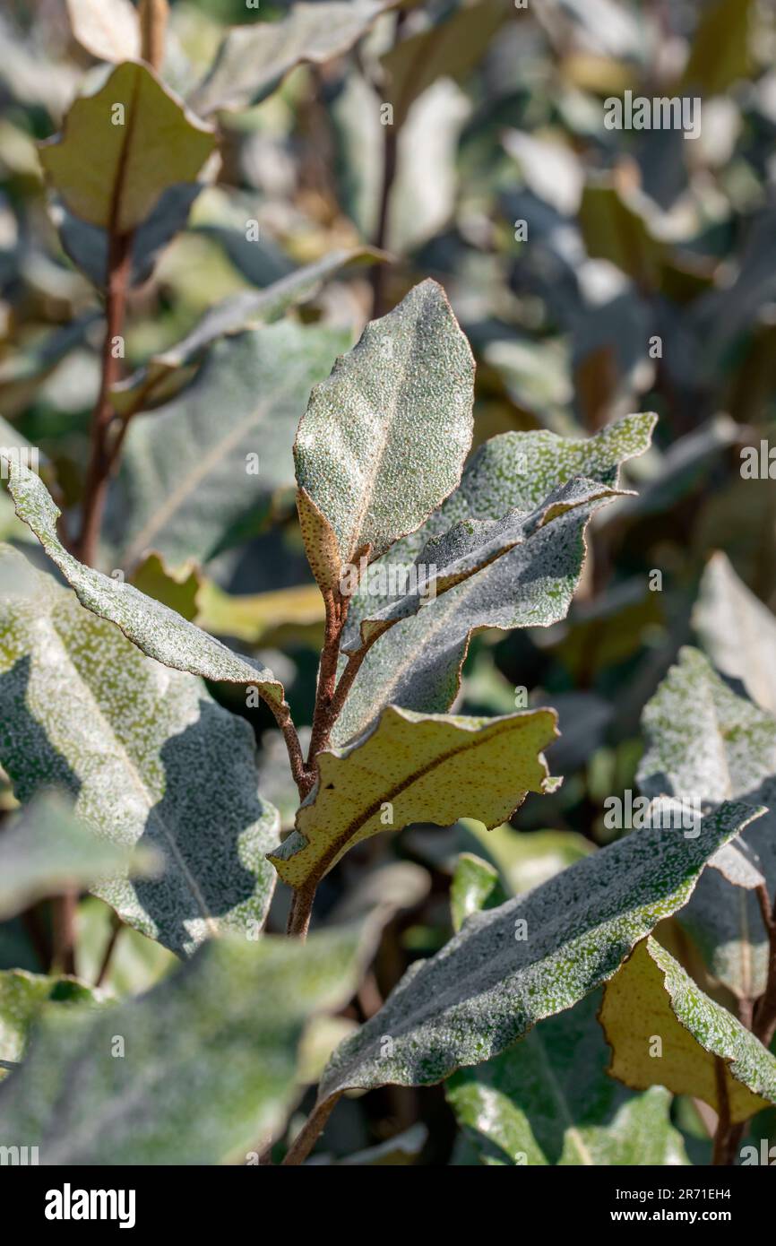 Elaeagnus (Elaeagnus x submacrophylla = Elaeagnus x ebbingei), leaves ...
