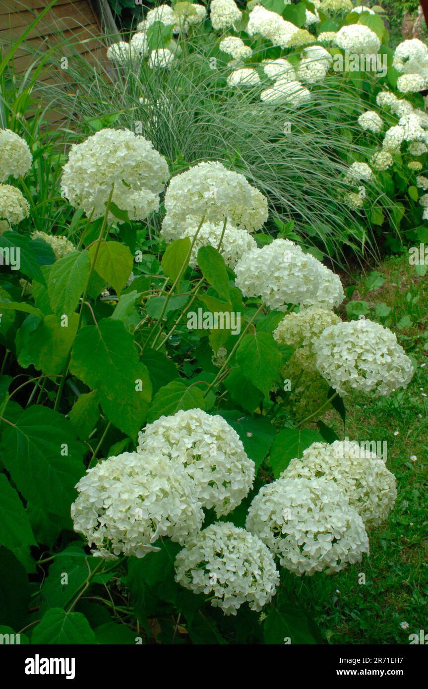 White hydrangea 'Annabelle' , Hydrangea arborescens 'Annabelle' in ...
