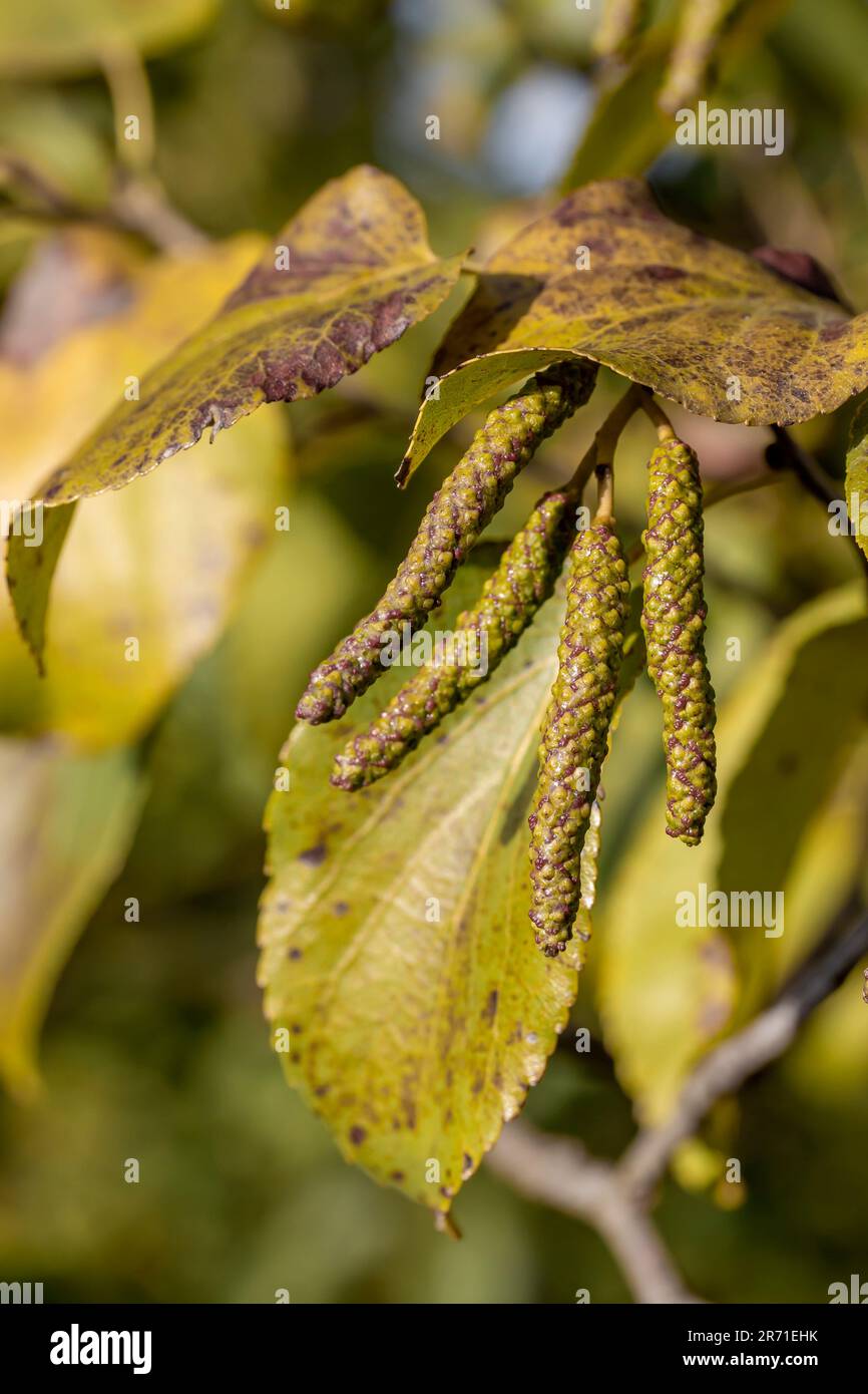 Italian Alder (Alnus cordata) male catkins in autumn, Gard, France ...
