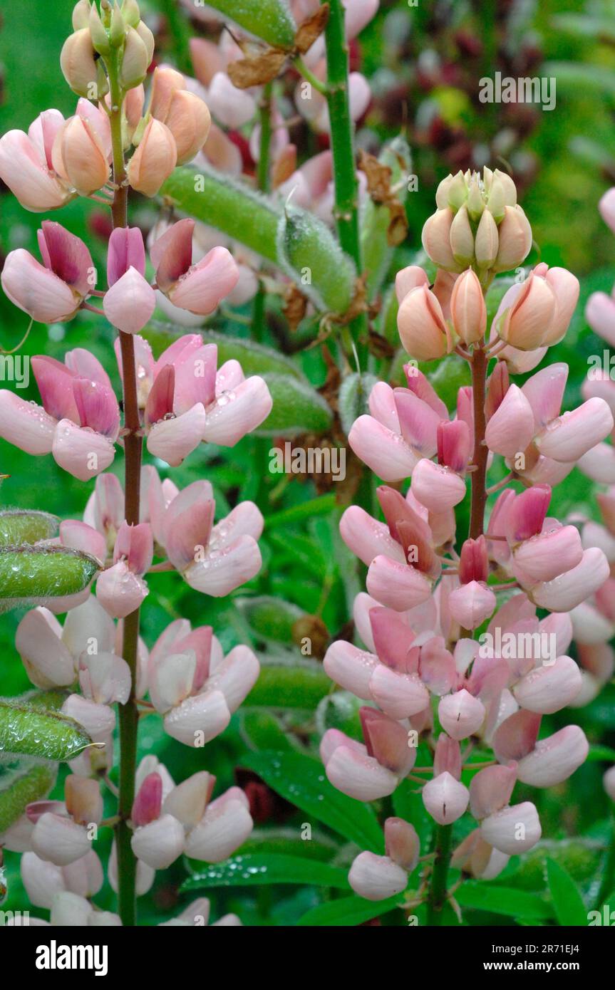 Flowers of pink Lupines (Lupinus sp) after rain Stock Photo - Alamy