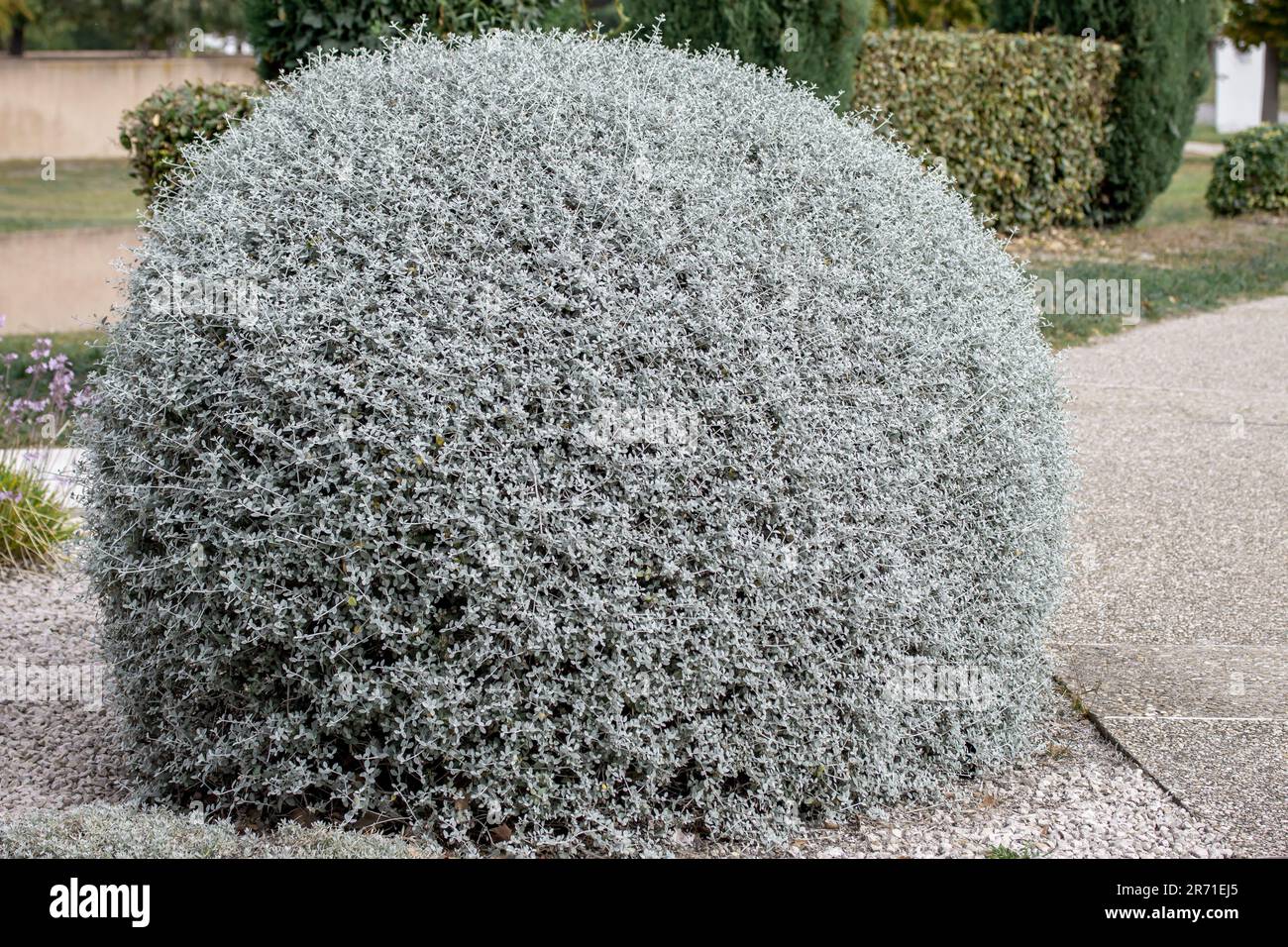 Pruned Tree germander (Teucrium fruticans Stock Photo - Alamy