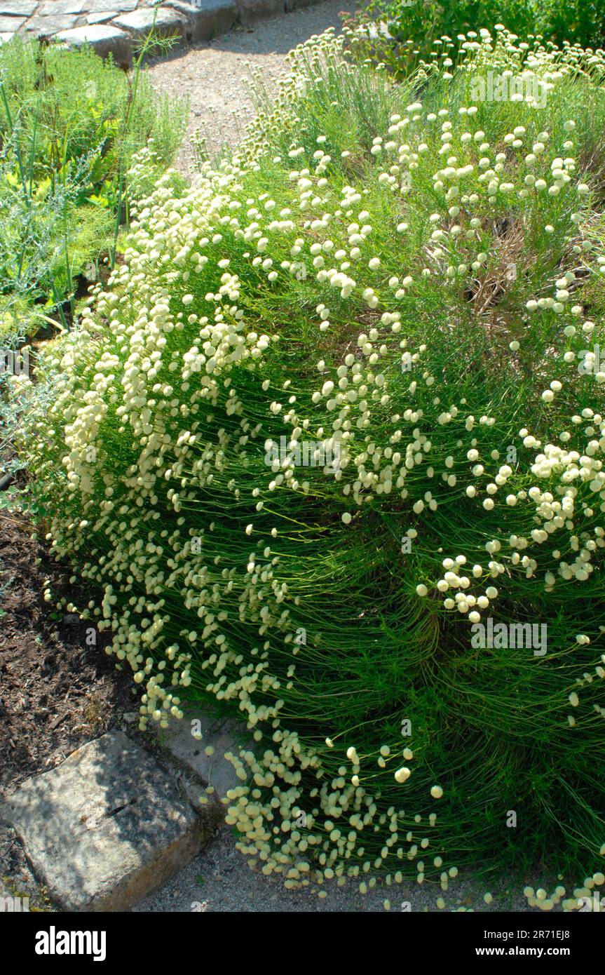 Southernwood (Artemisia abrotanum) in bloom, medicinal plant Stock ...