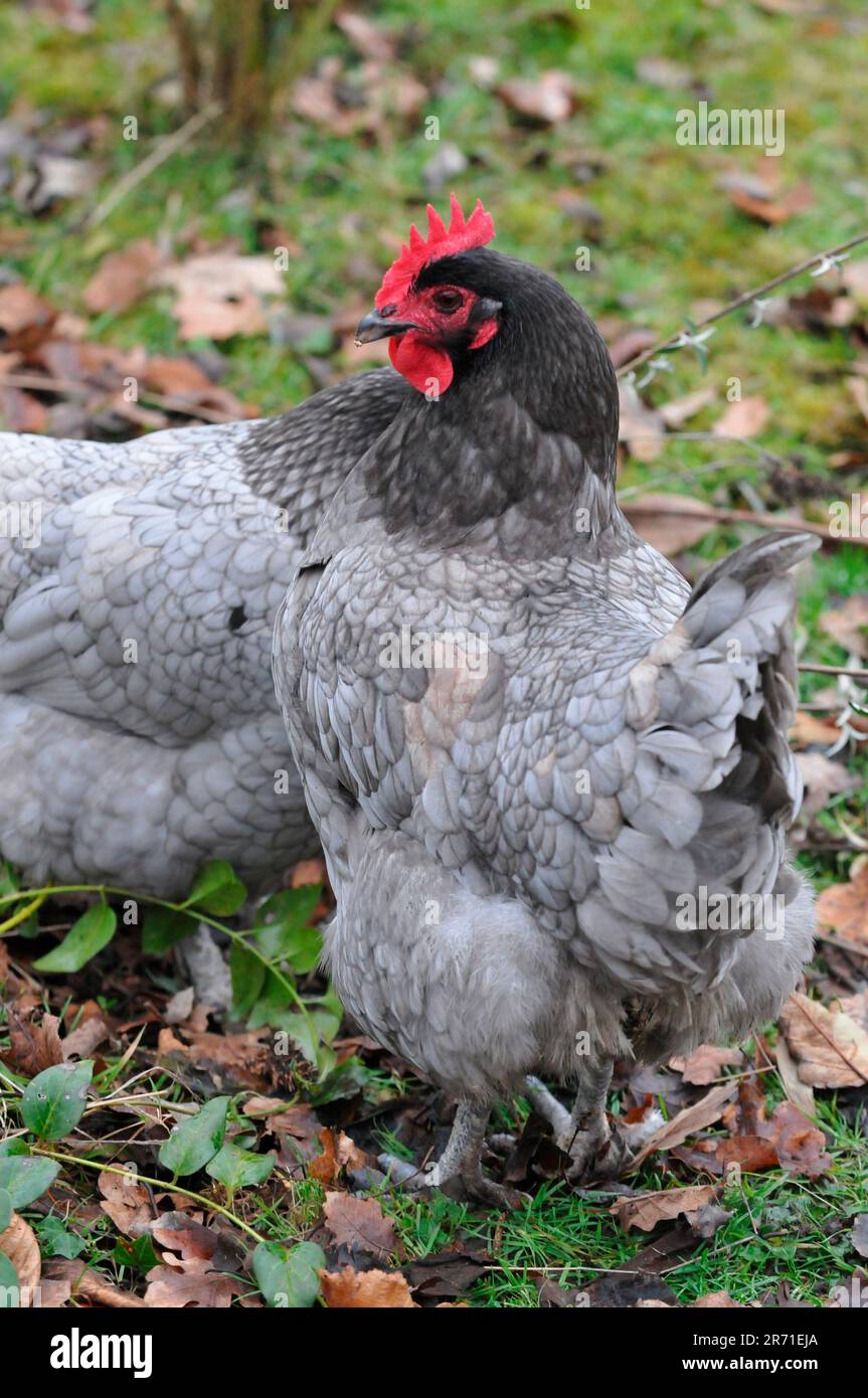 French blue or ash laying hens in a free-range garden Stock Photo - Alamy