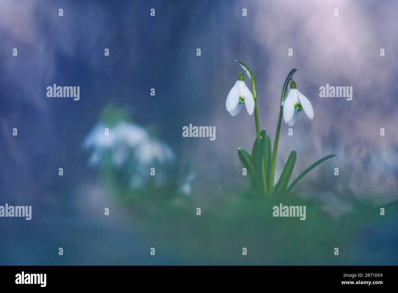 Snowdrop (Galanthus nivalis) in an undergrowth on a winter evening ...