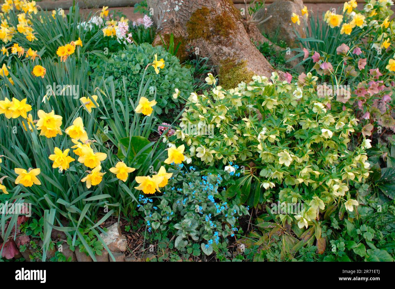 Spring flower bed: Daffodil and Christmas roses (Helleborus niger) at ...