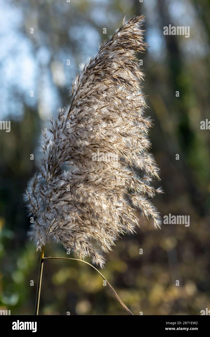 Common reed (Phragmites australis) seedhead in december, Gard, France ...