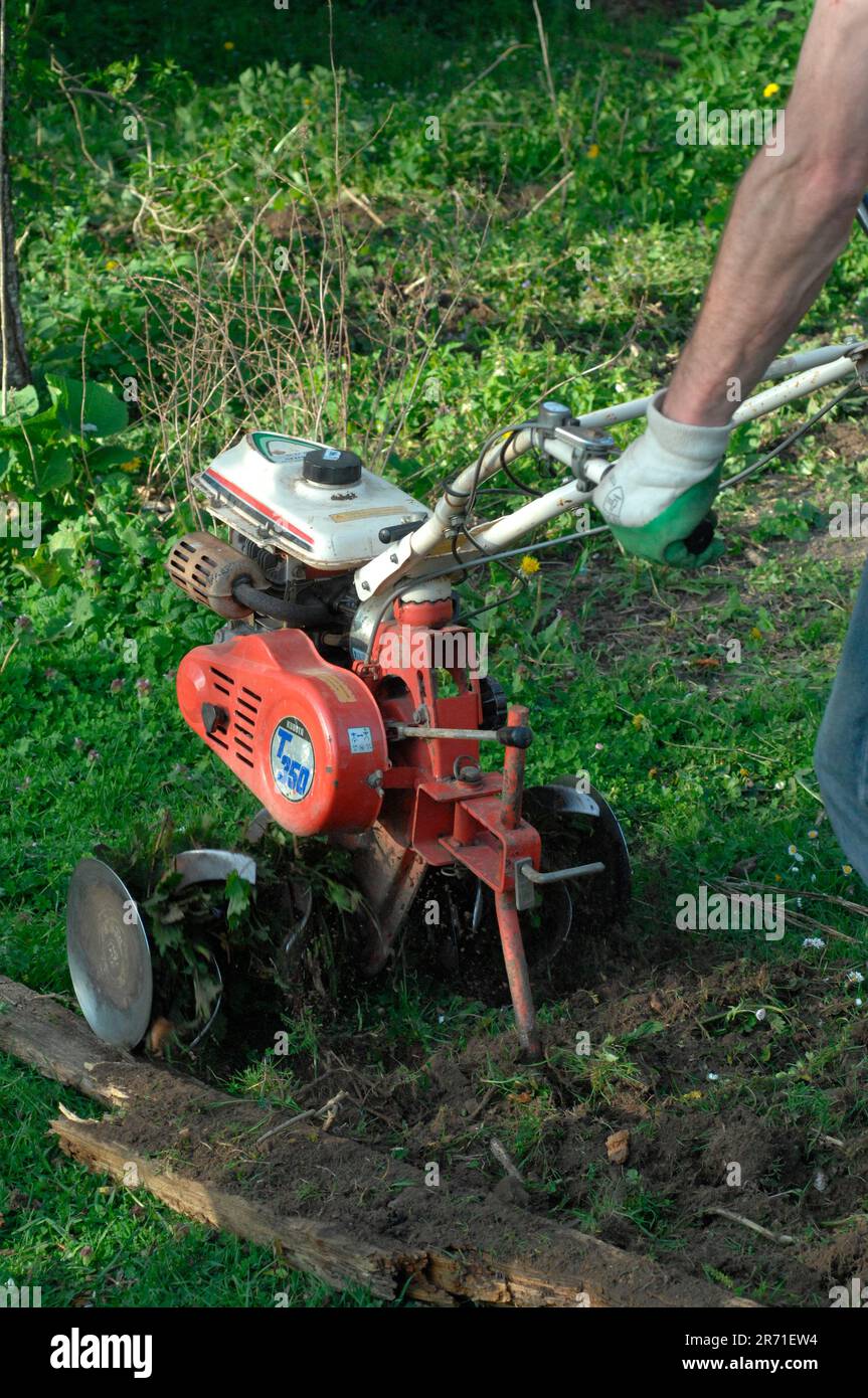 Use of a tiller to turn over the soil in a vegetable garden, spring ...
