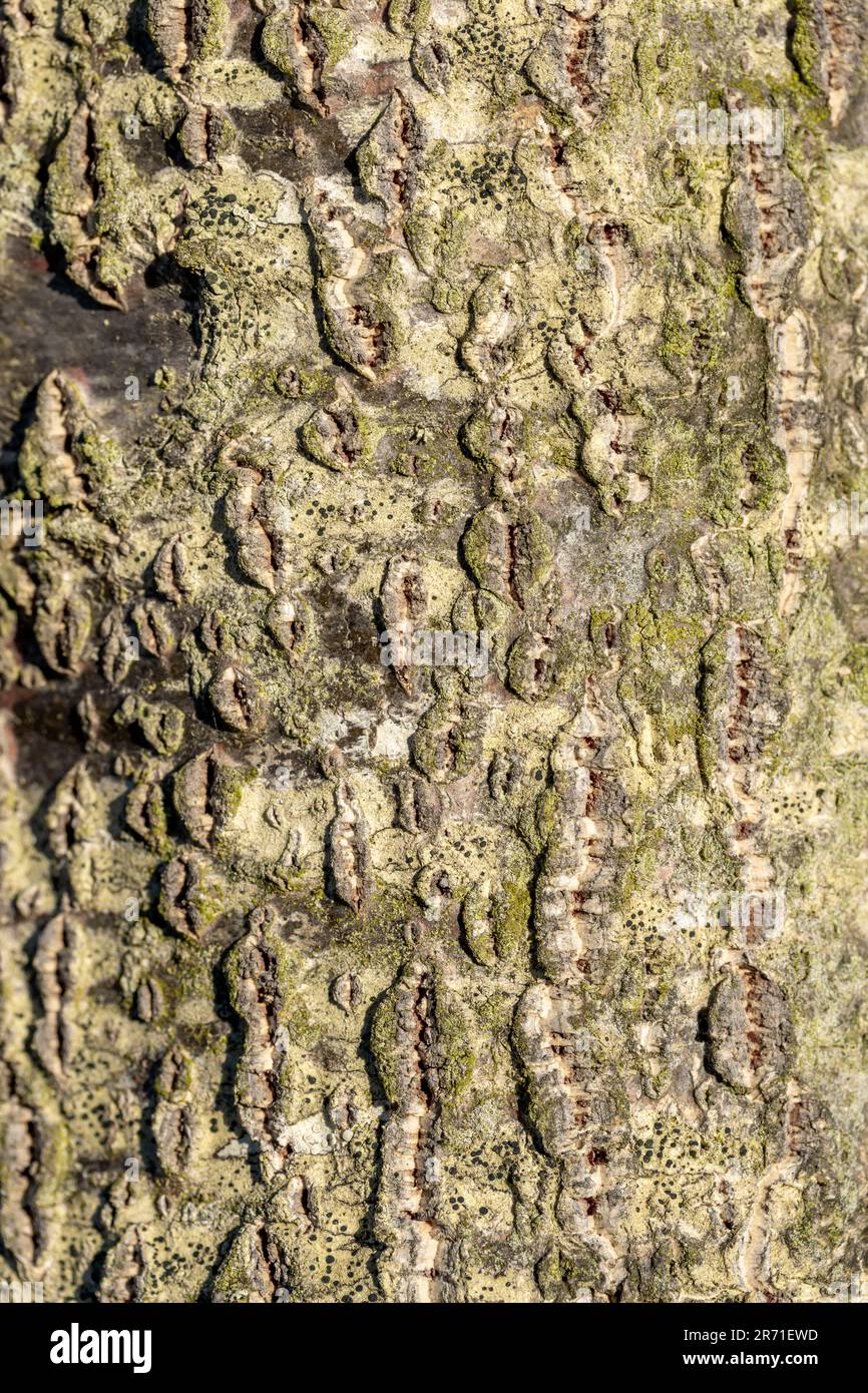 Lucombe oak (Quercus x hispanica 'Diversifolia) bark Stock Photo - Alamy