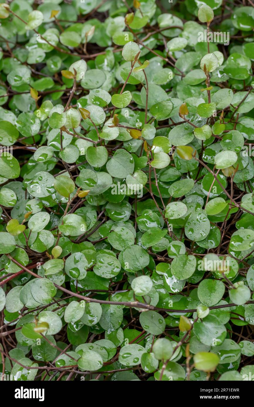Maidenhair vine (Muehlenbeckia complexa Stock Photo - Alamy