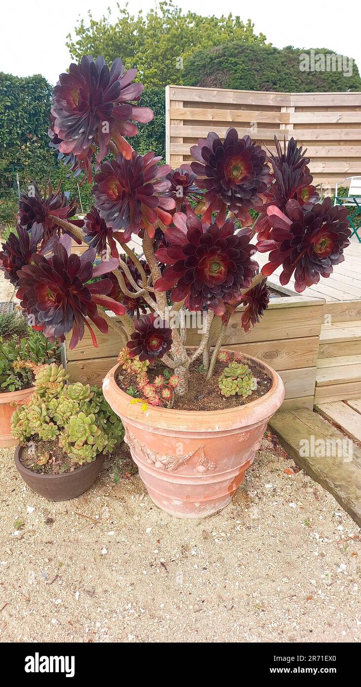 Purple Aeonium (Aeonium arboreum) 'Atropurpureum', Brittany, France ...
