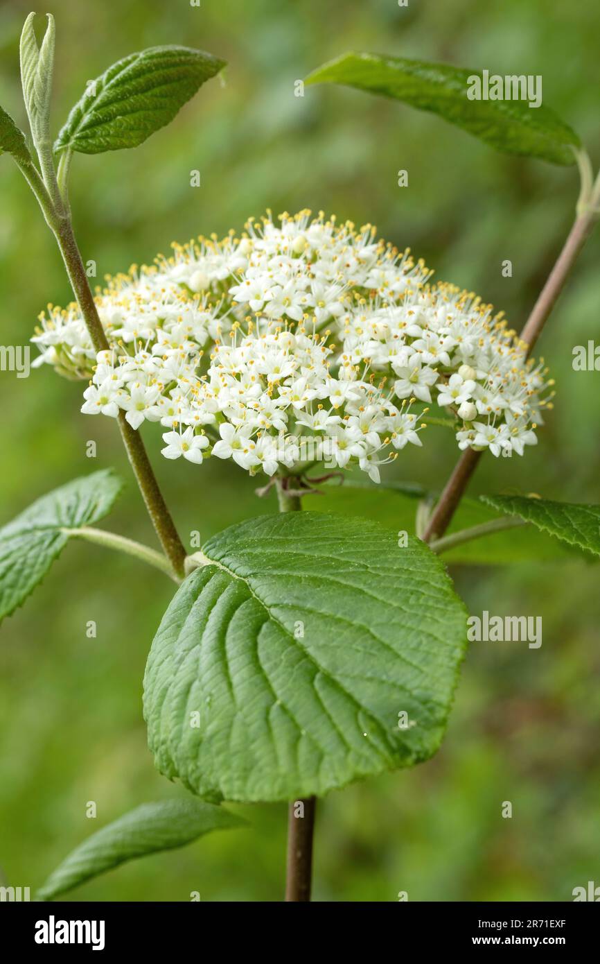 Wayfaring tree (Viburnum lantana) flowers Stock Photo - Alamy