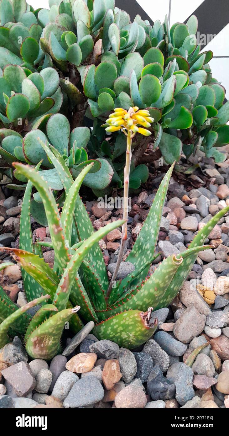 Aloe (Aloe sinkatana) flower, Botanical Gardens, Sydney, Australia ...