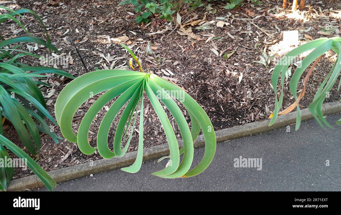 Century plant (Boophone disticha), Botanical Gardens, Sydney, Australia ...