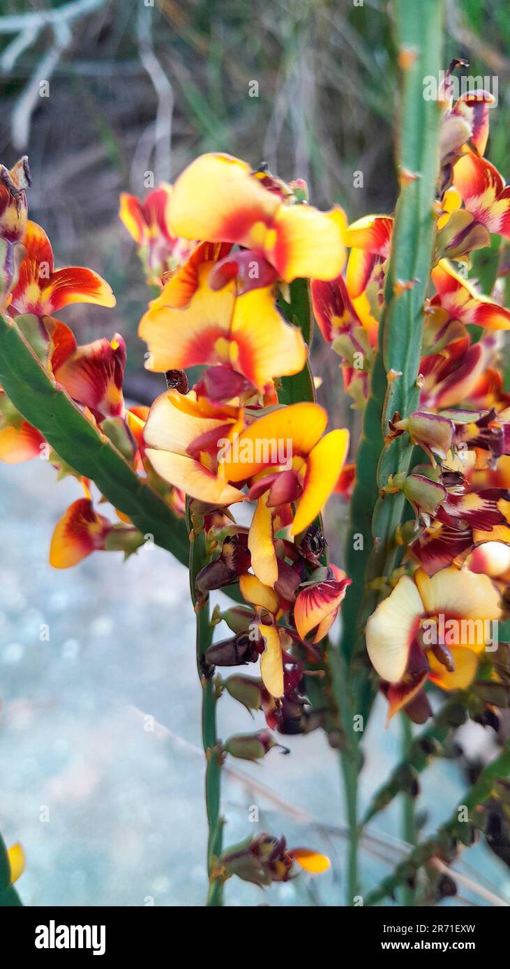 Blunt-leaf bitter-pea (Daviesia mimosoides) flowers, Manly beach ...