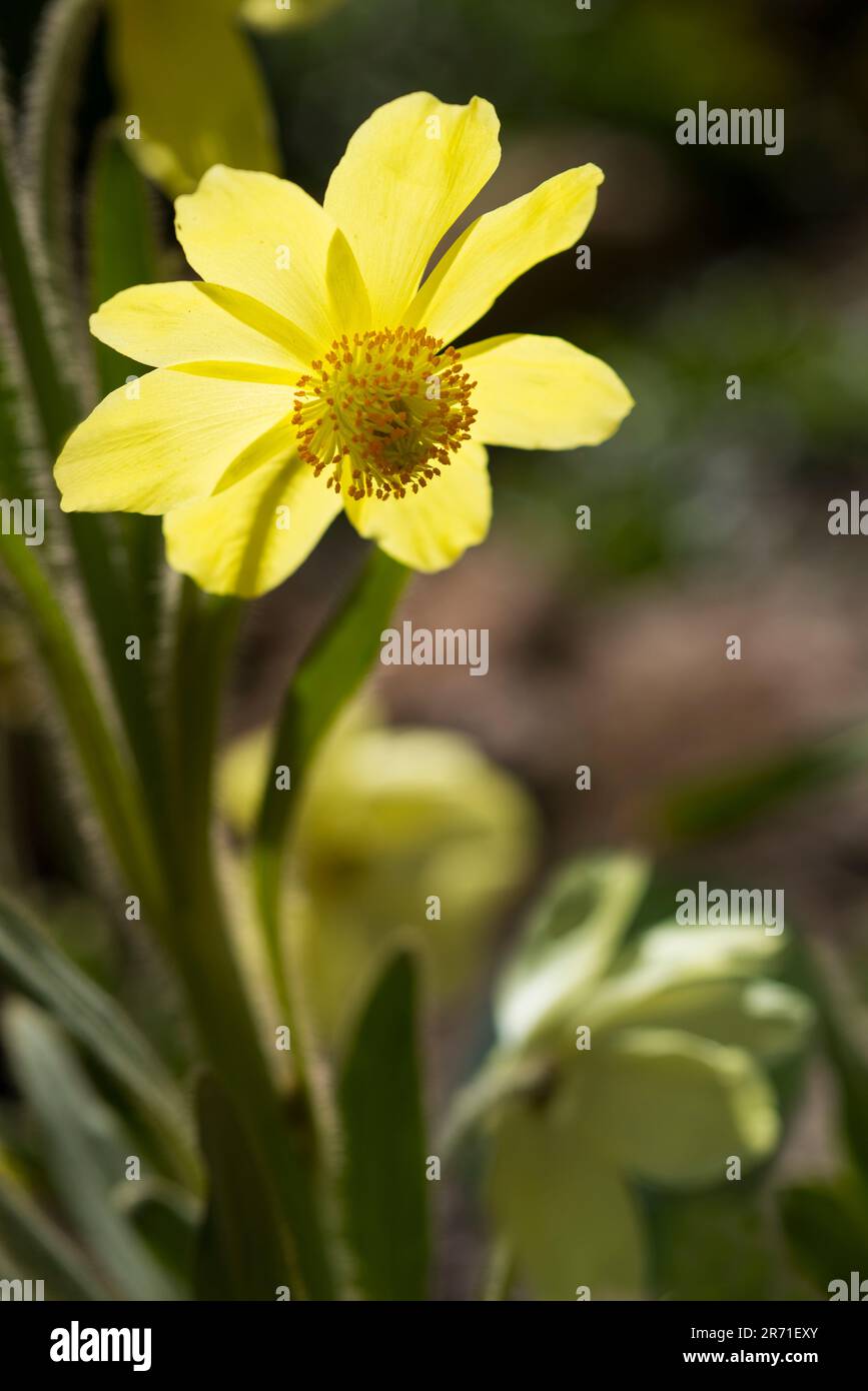Yellow poppy (Meconopsis integrifolia), flower, Lautaret Botanical ...