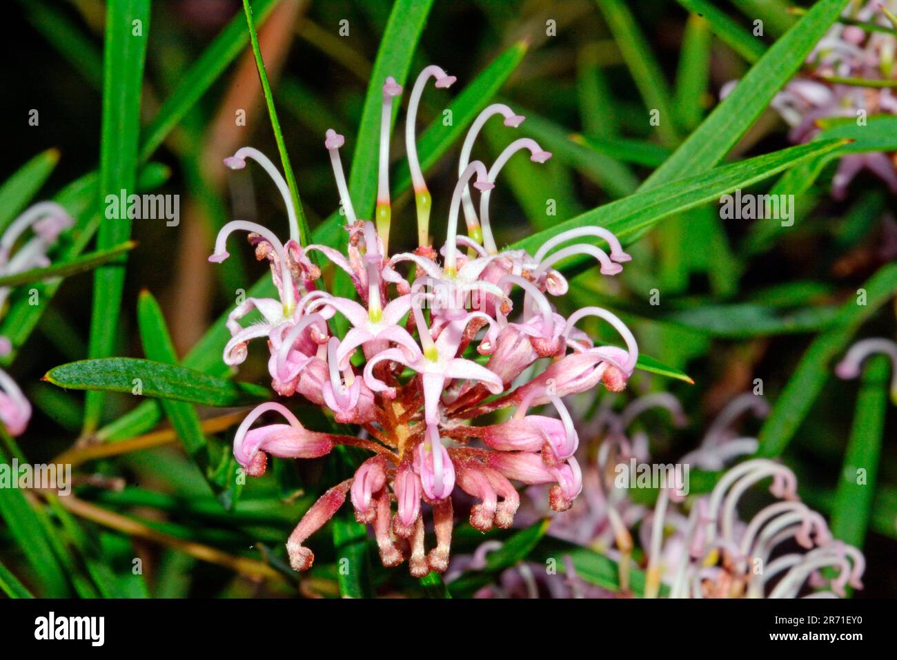 Pink spider flower (Grevillea sericea), Botanical Gardens, Sydney ...