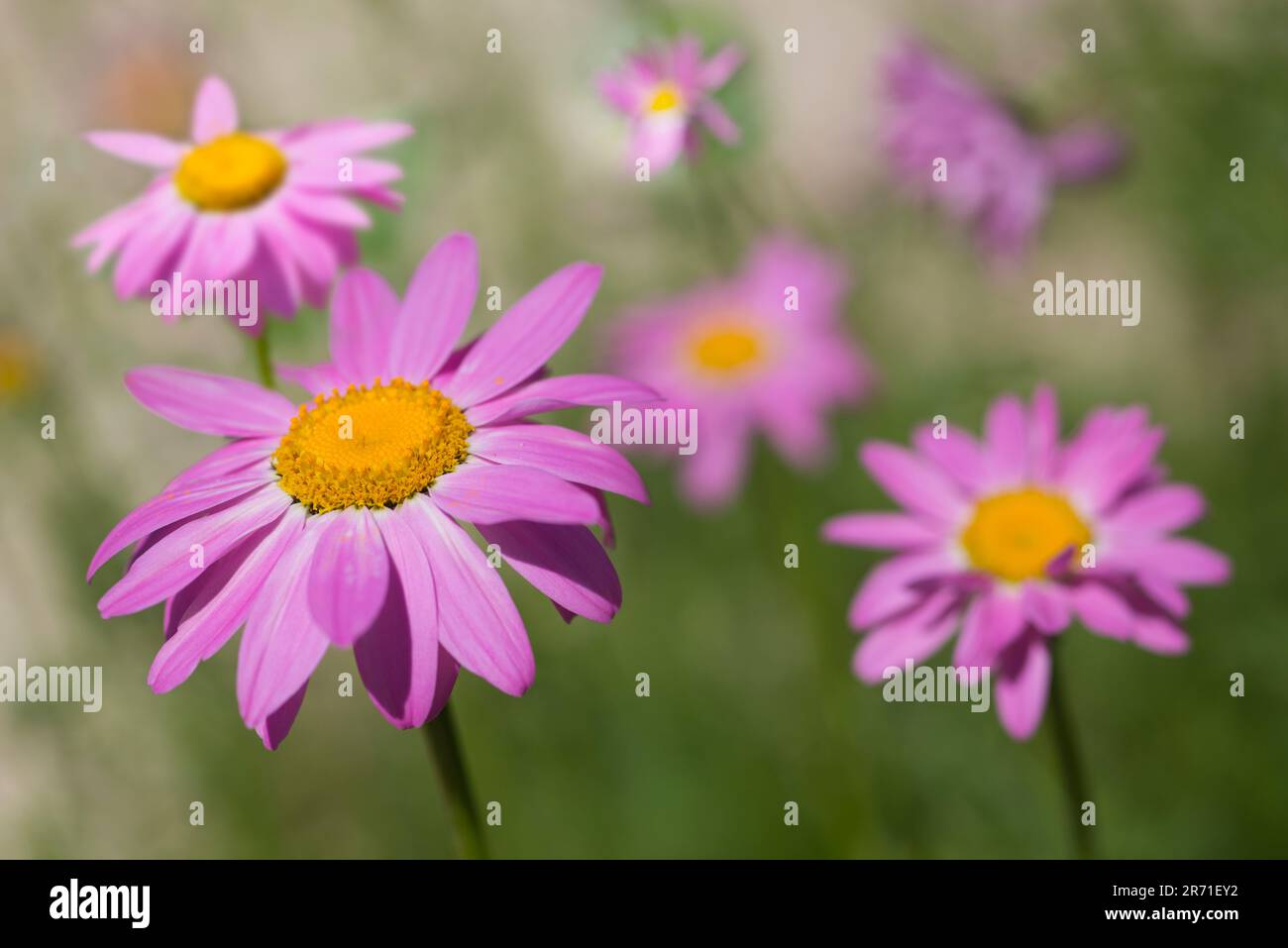 Painted Daisy (Tanacetum coccineum) flowers, Botanical Garden of ...