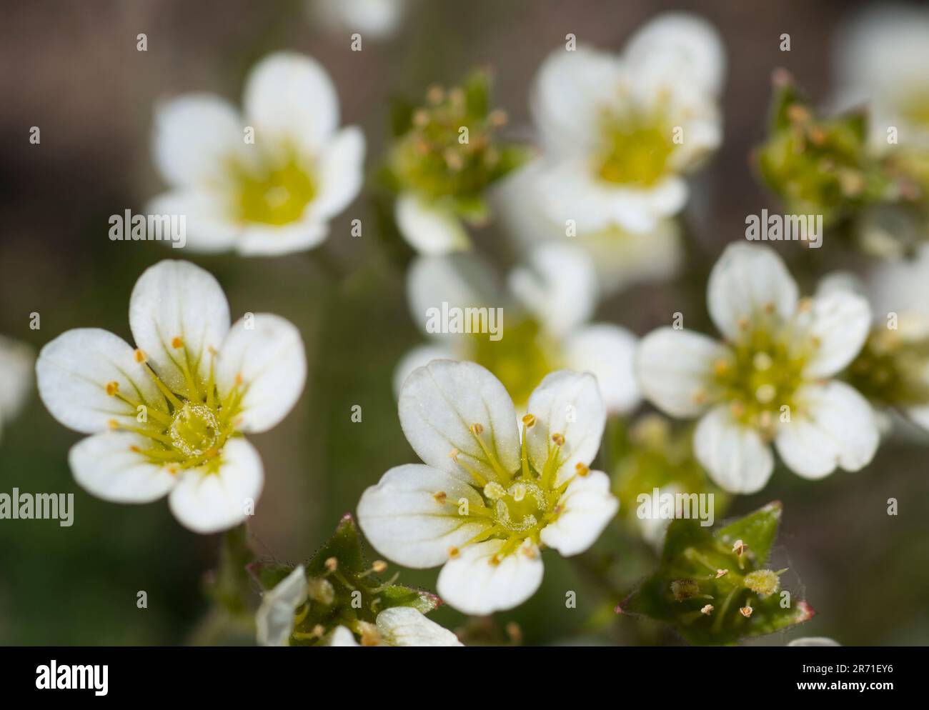 Prost's Saxifrage (Saxifraga pedemontana prostii), endemic to the ...