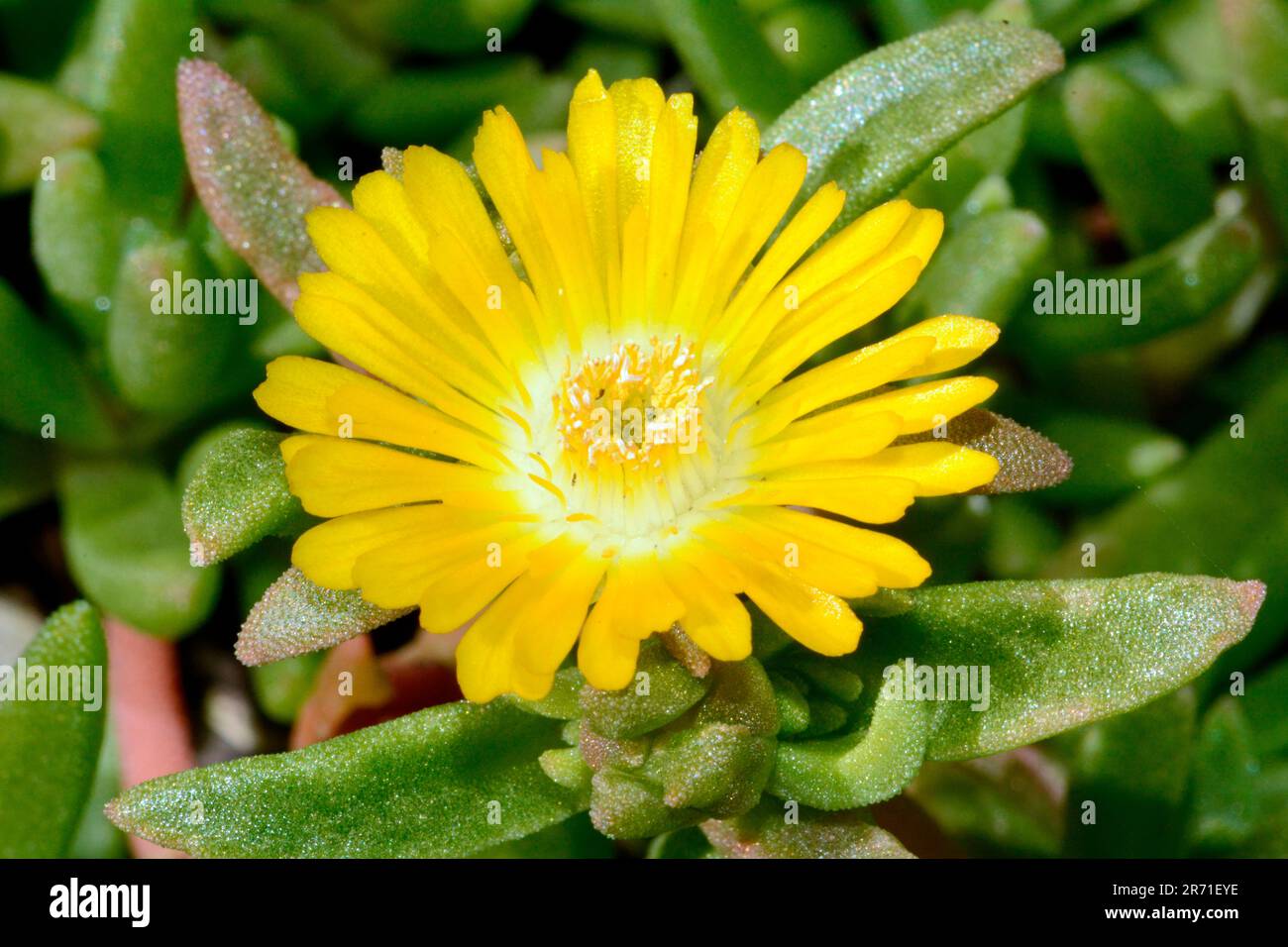 Delosperma (Delosperma nubigenum) flower, Botanical Gardens, Sydney ...