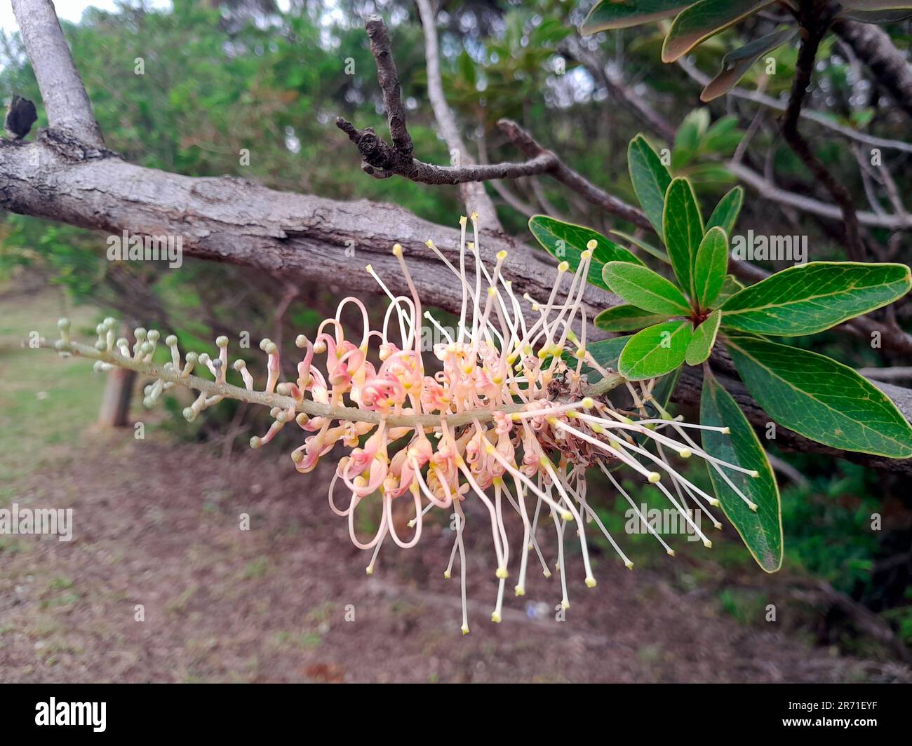 Grevillea (Grevillea exul) flowers, Koghi, New Caledonia Stock Photo ...