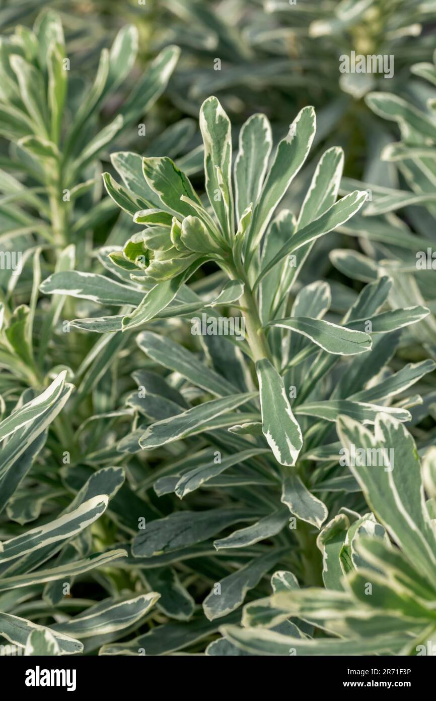 Spurge (Euphorbia characias) 'Wilcott' (= 'Silver Swan' Stock Photo - Alamy