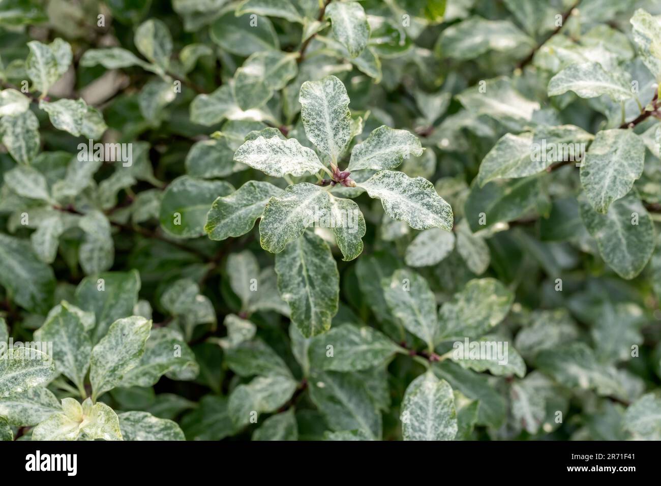 Kohuhu (Pittosporum tenuifolium) 'Irène Paterson' Stock Photo - Alamy