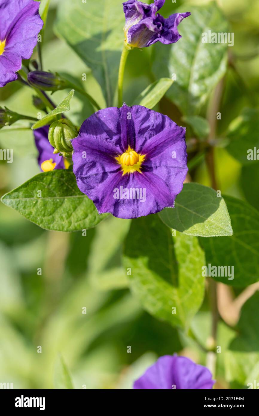 Blue potato bush (Solanum rantonnetii Stock Photo - Alamy