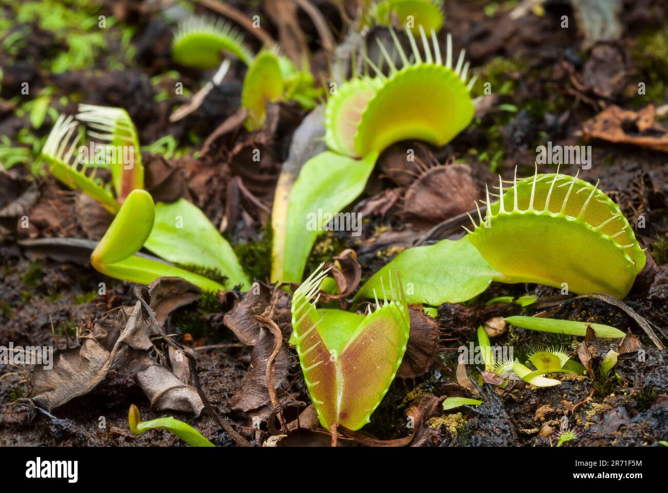 Venus flytrap (Dionaea muscipula) trap, carnivorous plant, Jean-Marie Pelt Botanical Garden ...