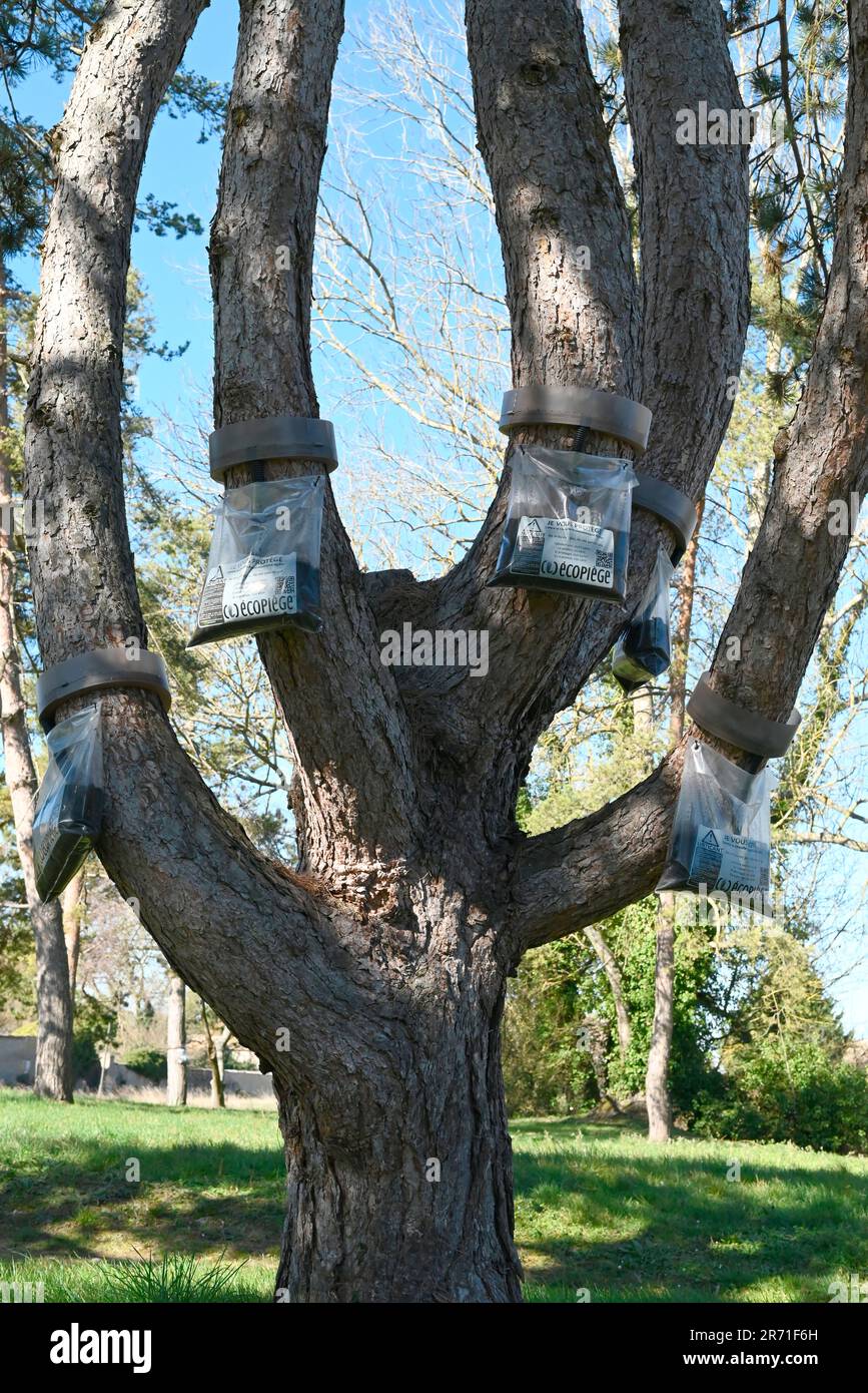 Trap for pine processionary caterpillars, installed around trunks Stock ...
