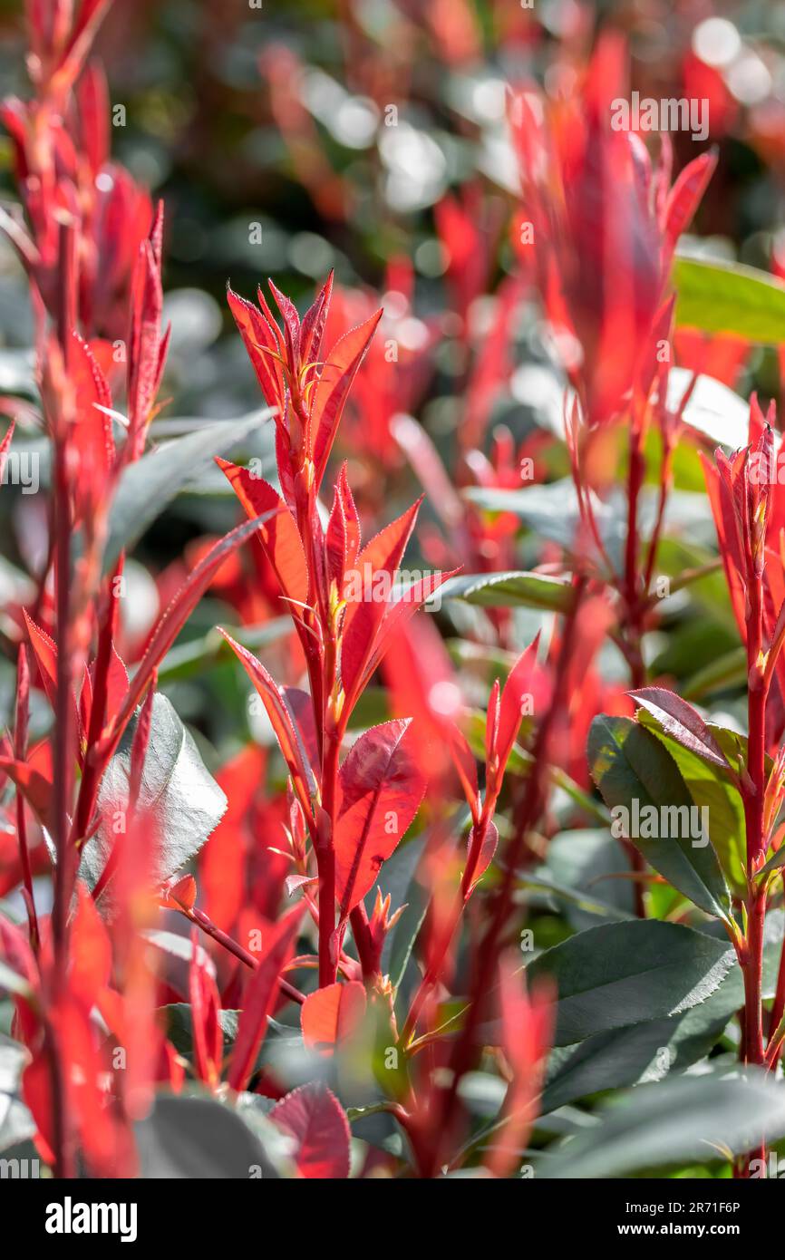 Photinia (Photinia x fraseri) 'Carre Rouge' in early spring Stock Photo ...