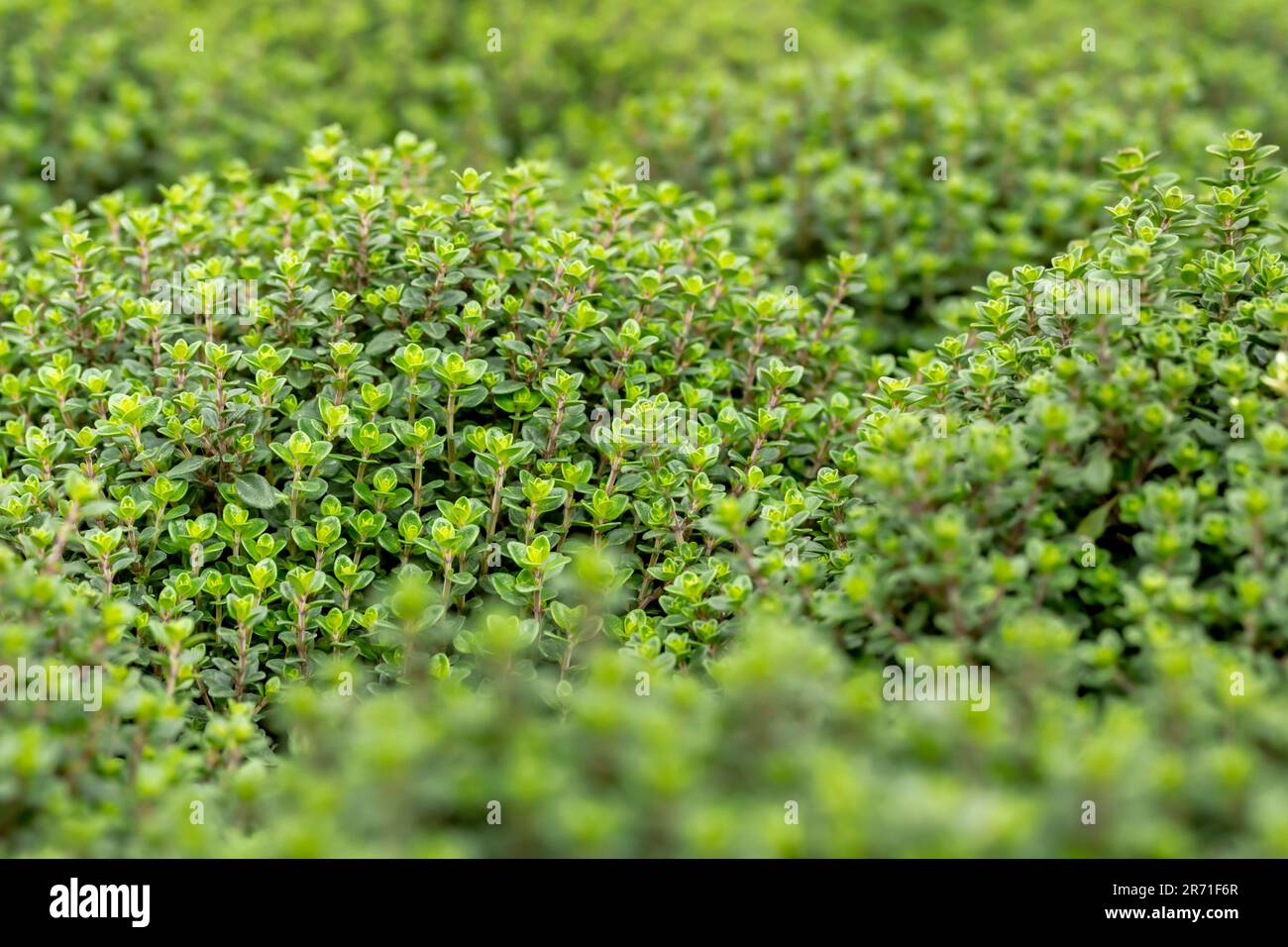 Lemon thyme (Thymus citriodorus Stock Photo - Alamy
