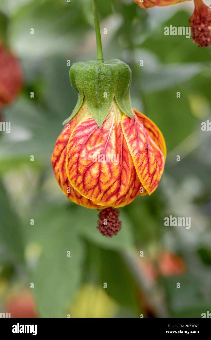 Red vein Abutilon (Abutilon striatum Stock Photo - Alamy