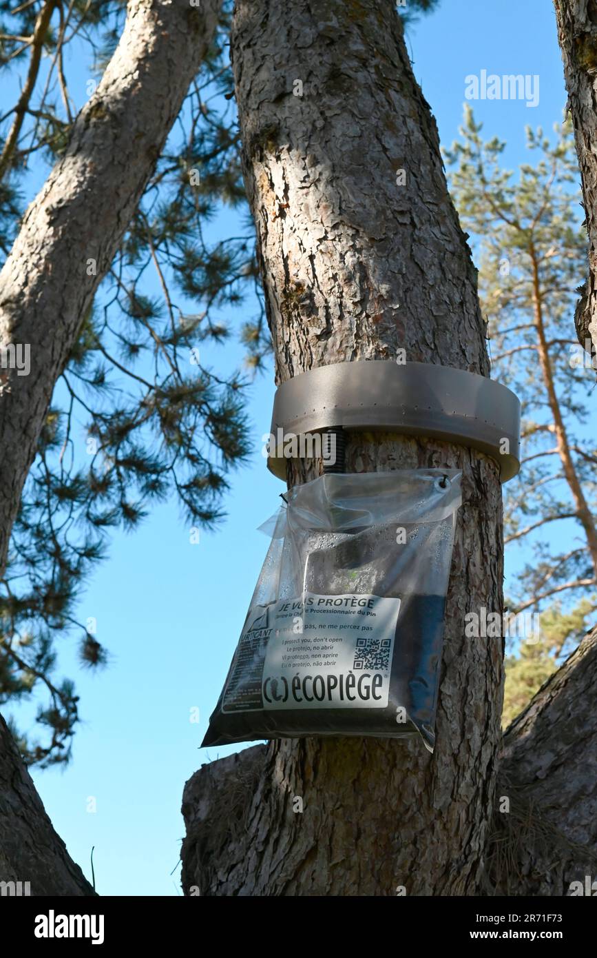 Trap for pine processionary caterpillars, installed around a trunk ...