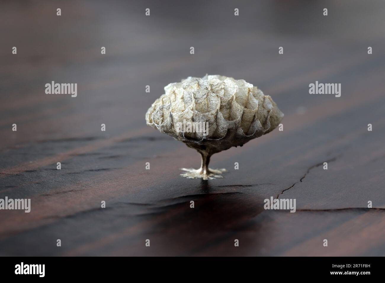 the cells of nest of wasps Stock Photo - Alamy