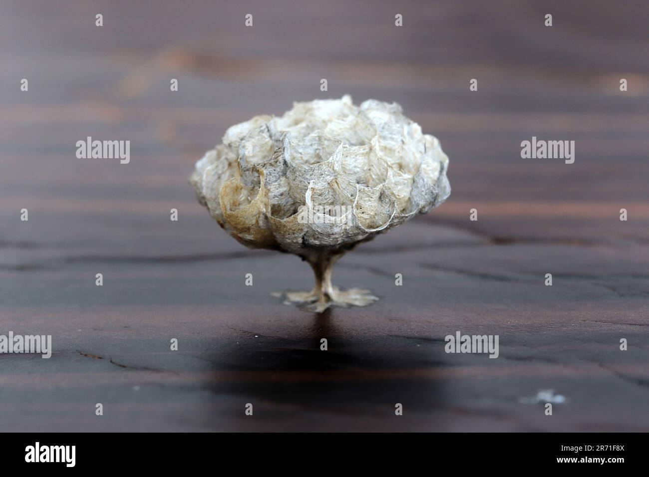 Wasp nest in built hi-res stock photography and images - Alamy