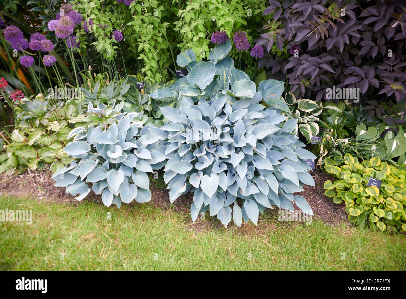 World Class Display of Hostas growing in the Borders of Holehird ...