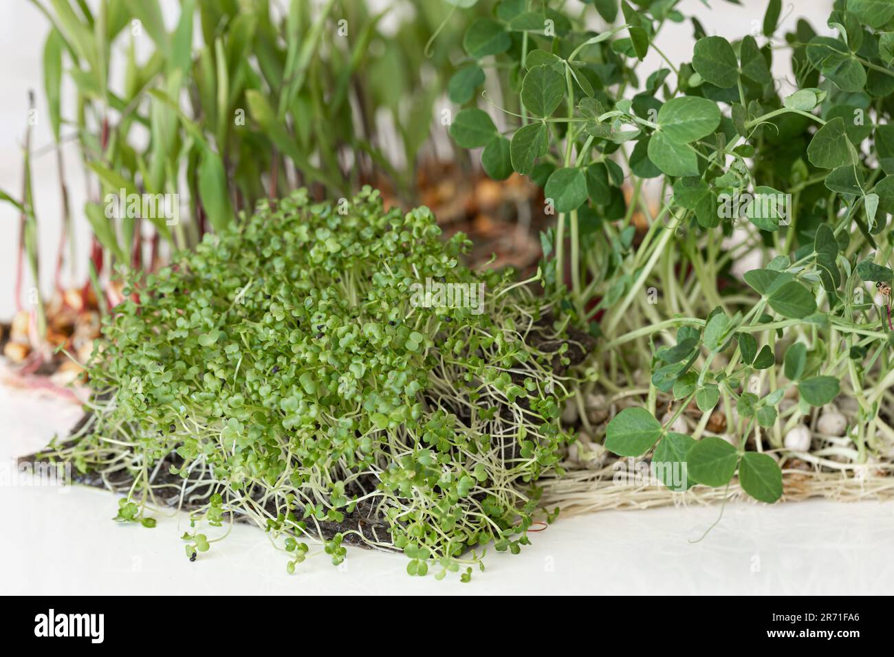 Germination of microgreens. Germination of seeds at home Stock Photo ...