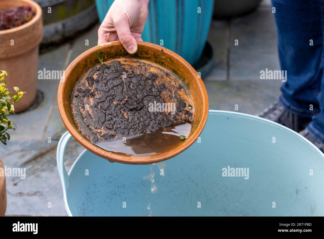 Emptying the cups under the plant pots to prevent the proliferation of ...