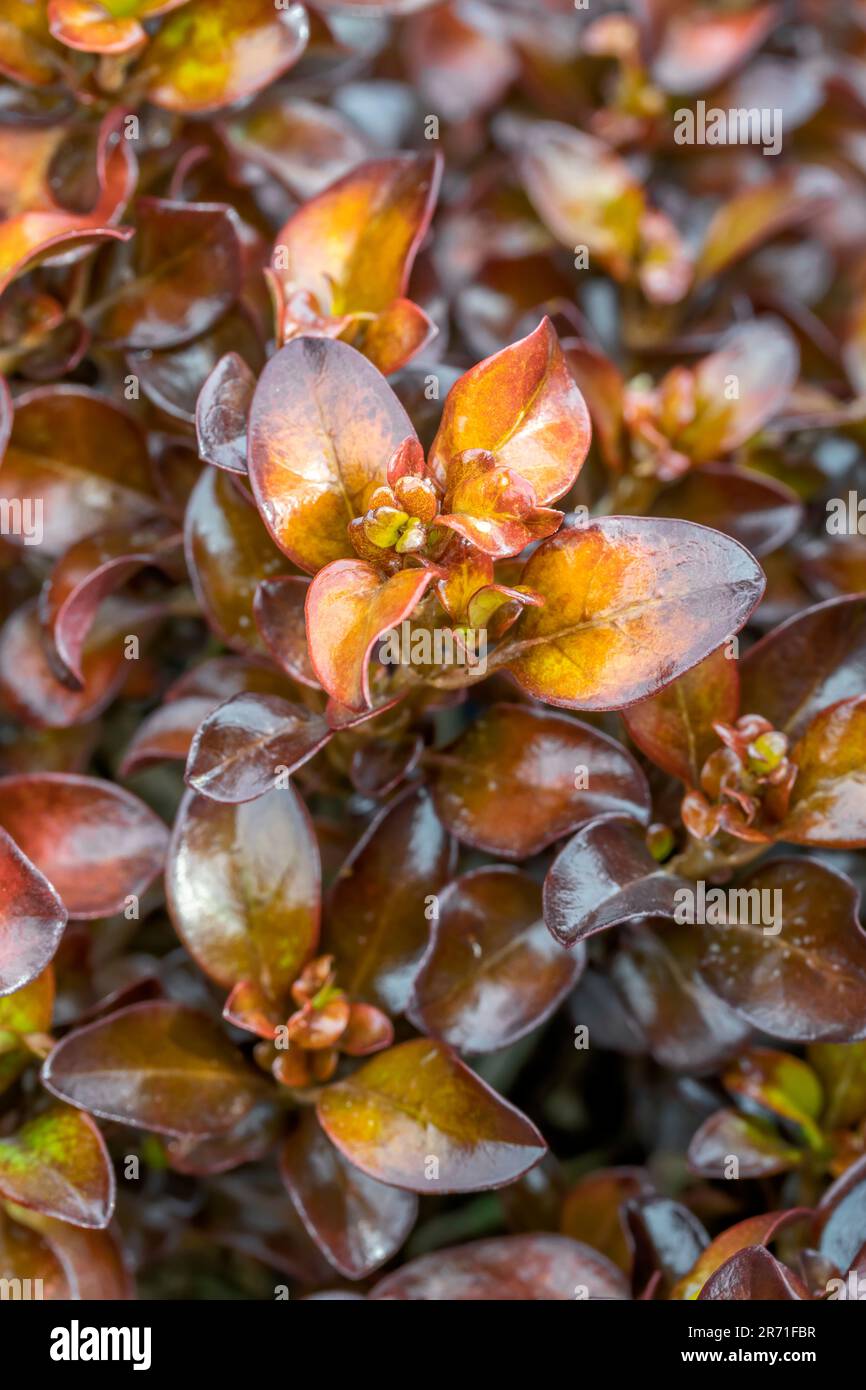 Coprosma 'Pina colada' Stock Photo - Alamy