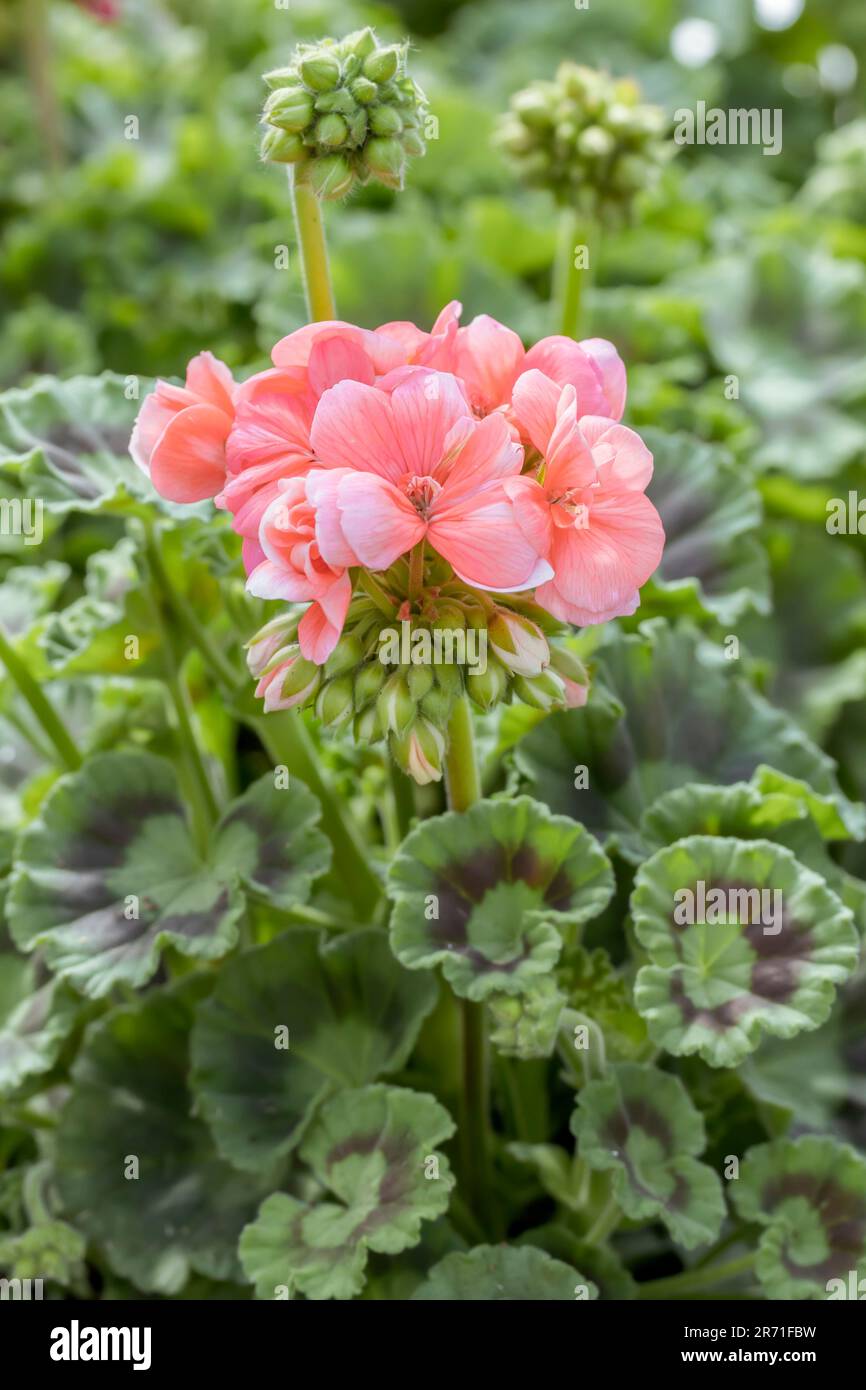 Zonal geranium (Pelargonium x hortorum Stock Photo - Alamy