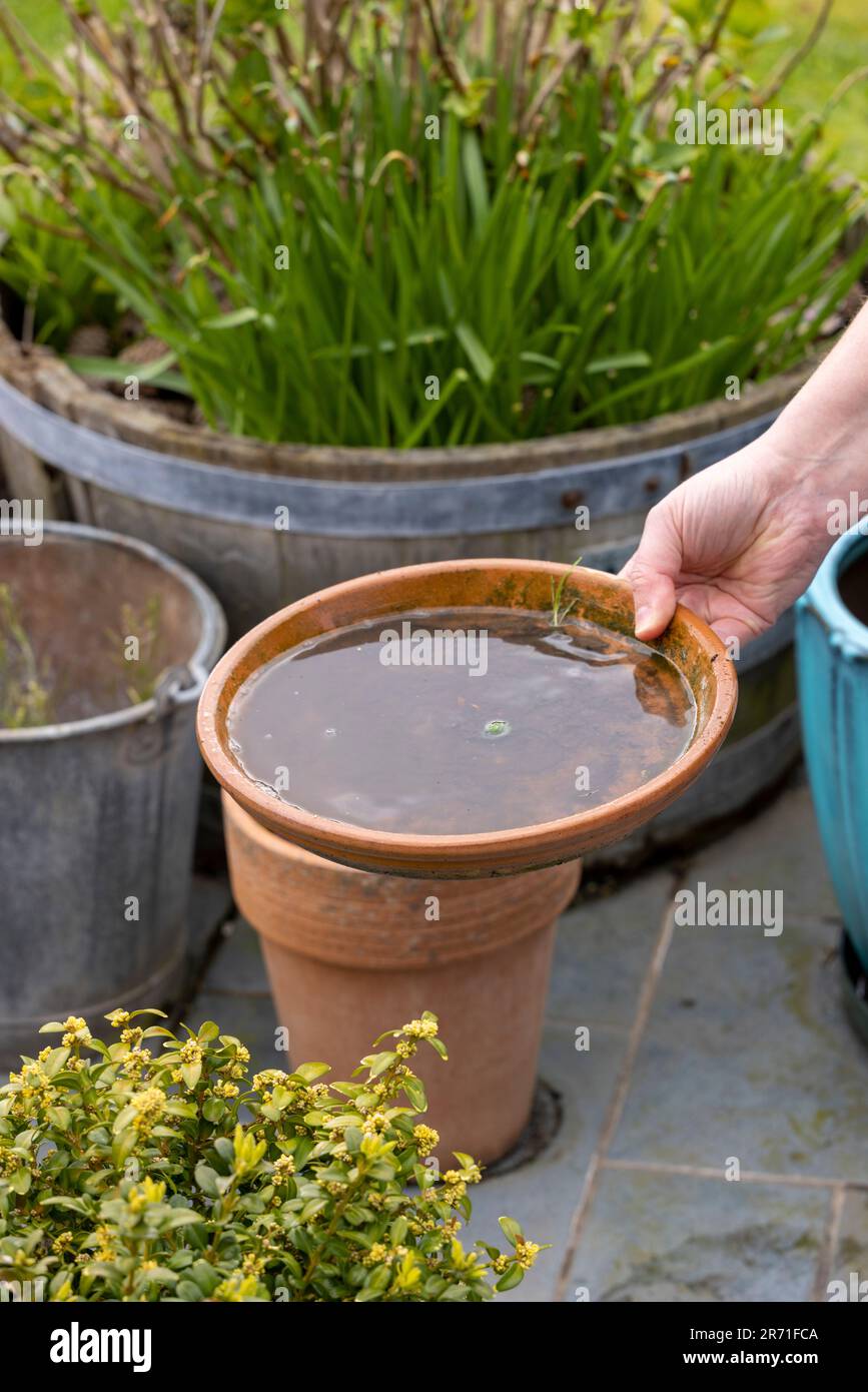 Emptying the cups under the plant pots to prevent the proliferation of ...