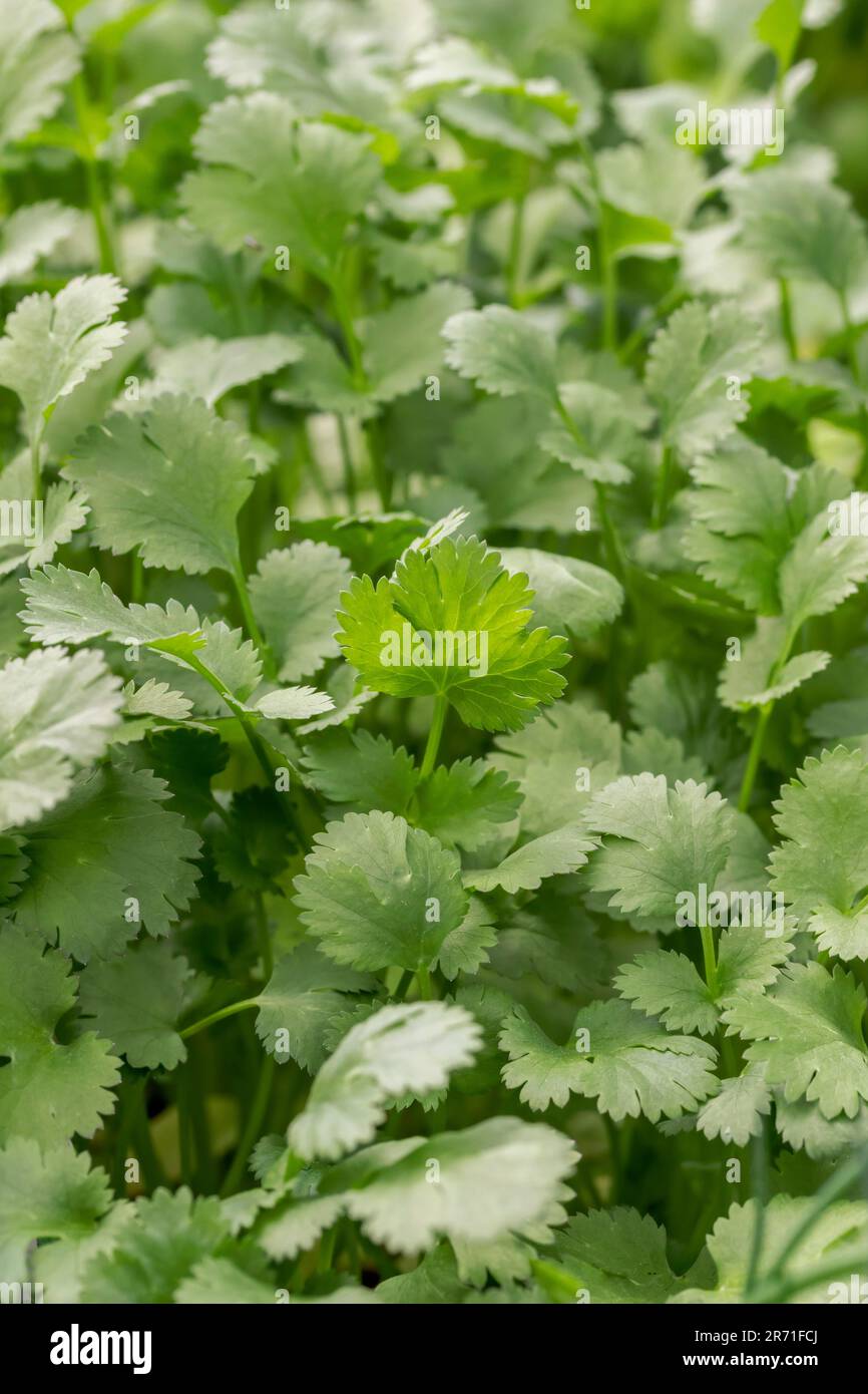 Coriander (Coriandrum sativum) leaves Stock Photo - Alamy
