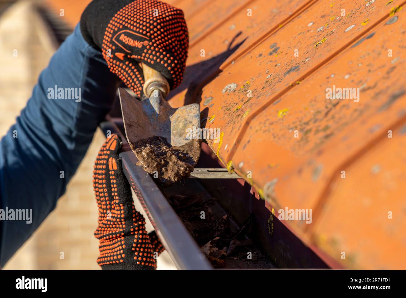 Gutter cleaning to prevent the proliferation of mosquito larvae Stock ...