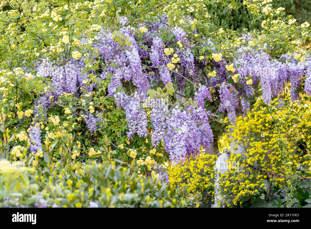 Lady Banks' rose (Rosa banksiae 'Lutea'), Wisteria (Wisteria sinensis ...