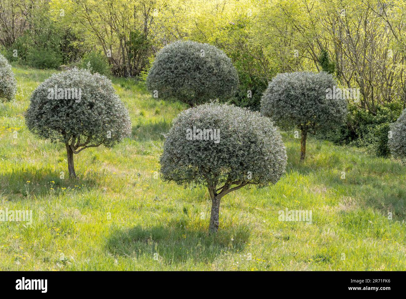 Olive trees (Olea europaea) trained into ball shape, Gard, France Stock ...