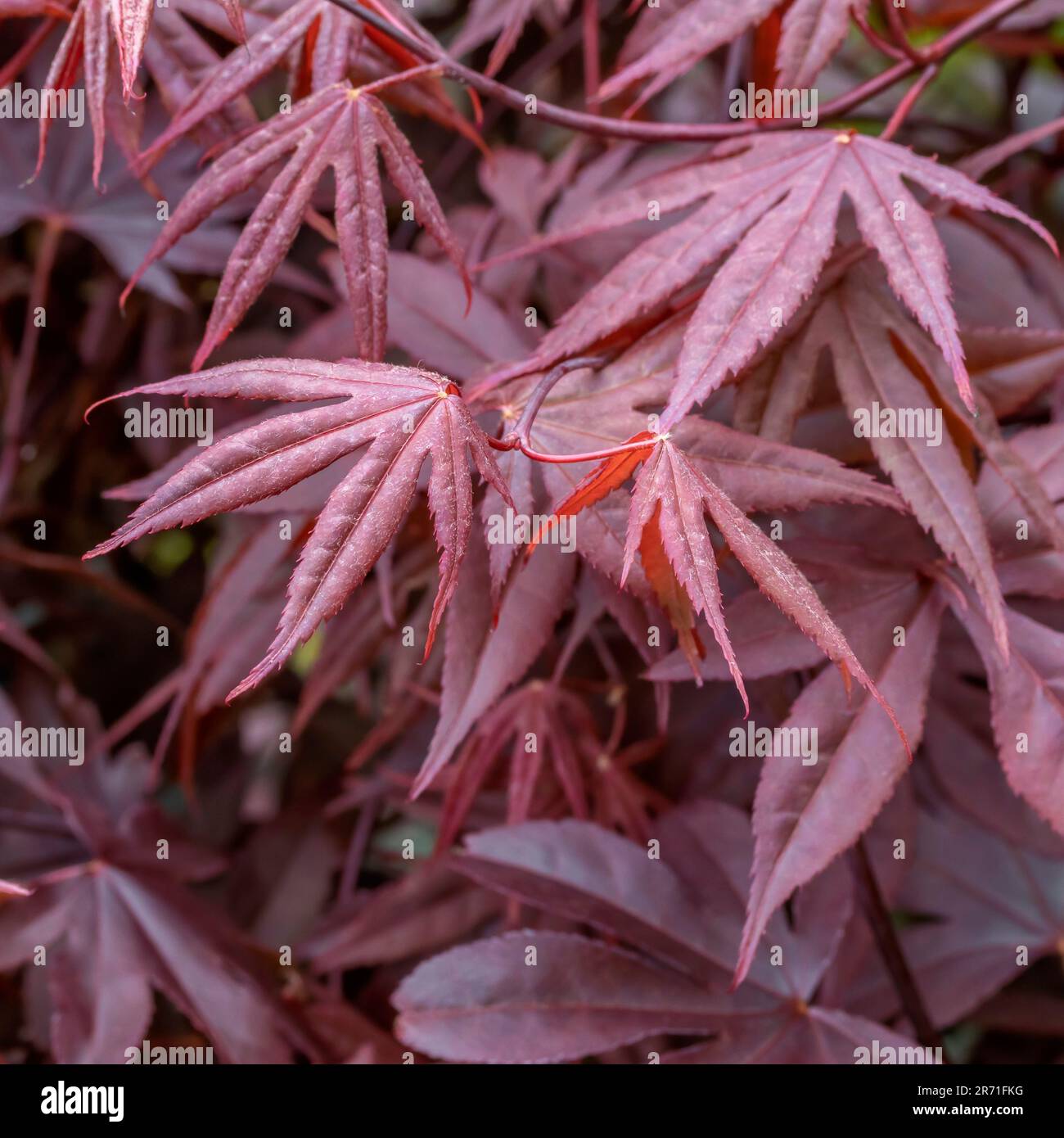 Japanese Maple (Acer palmatum) 'Bloodgood' foliage in spring Stock ...
