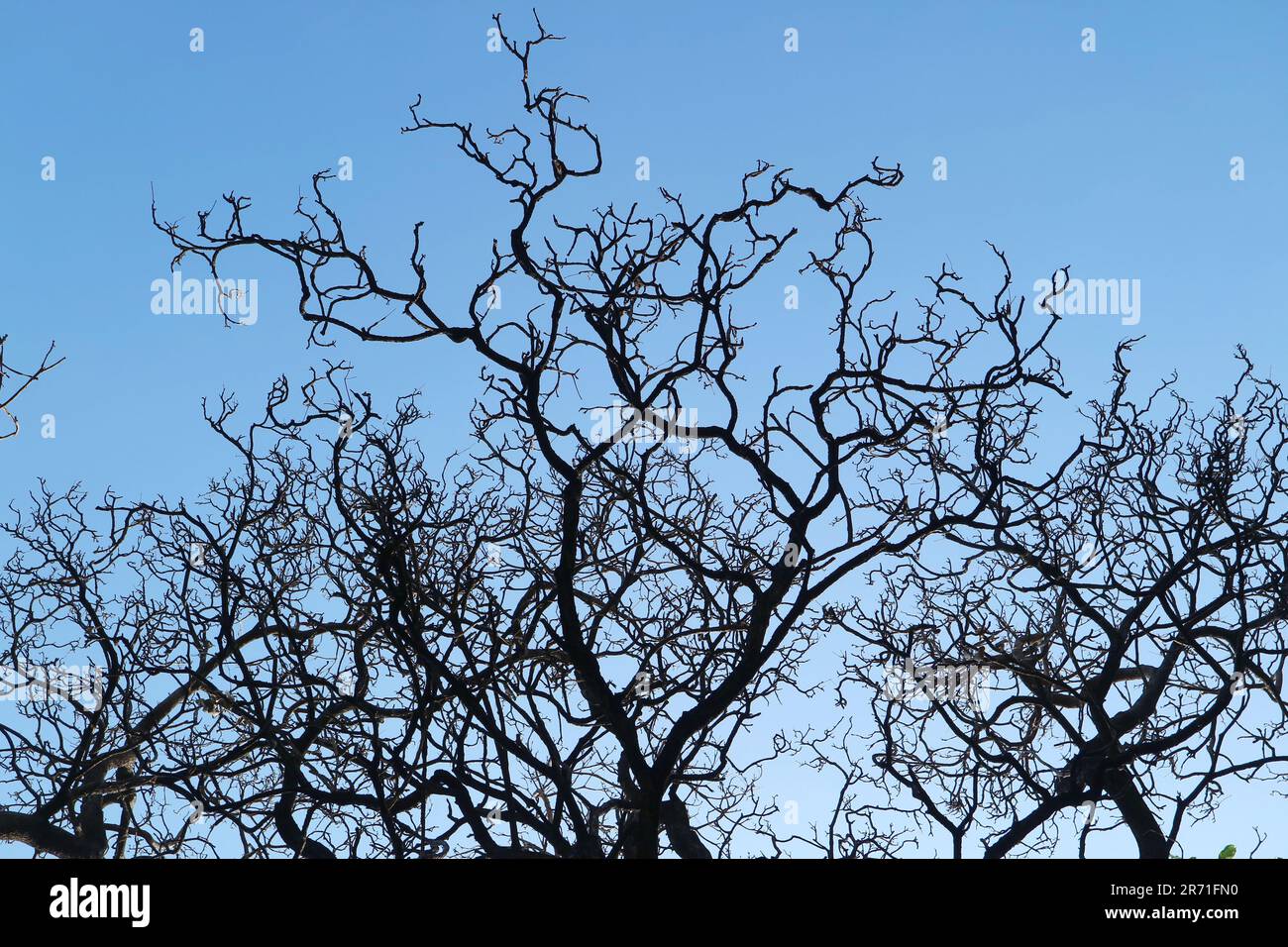 Fractal of tree branches hi-res stock photography and images - Alamy