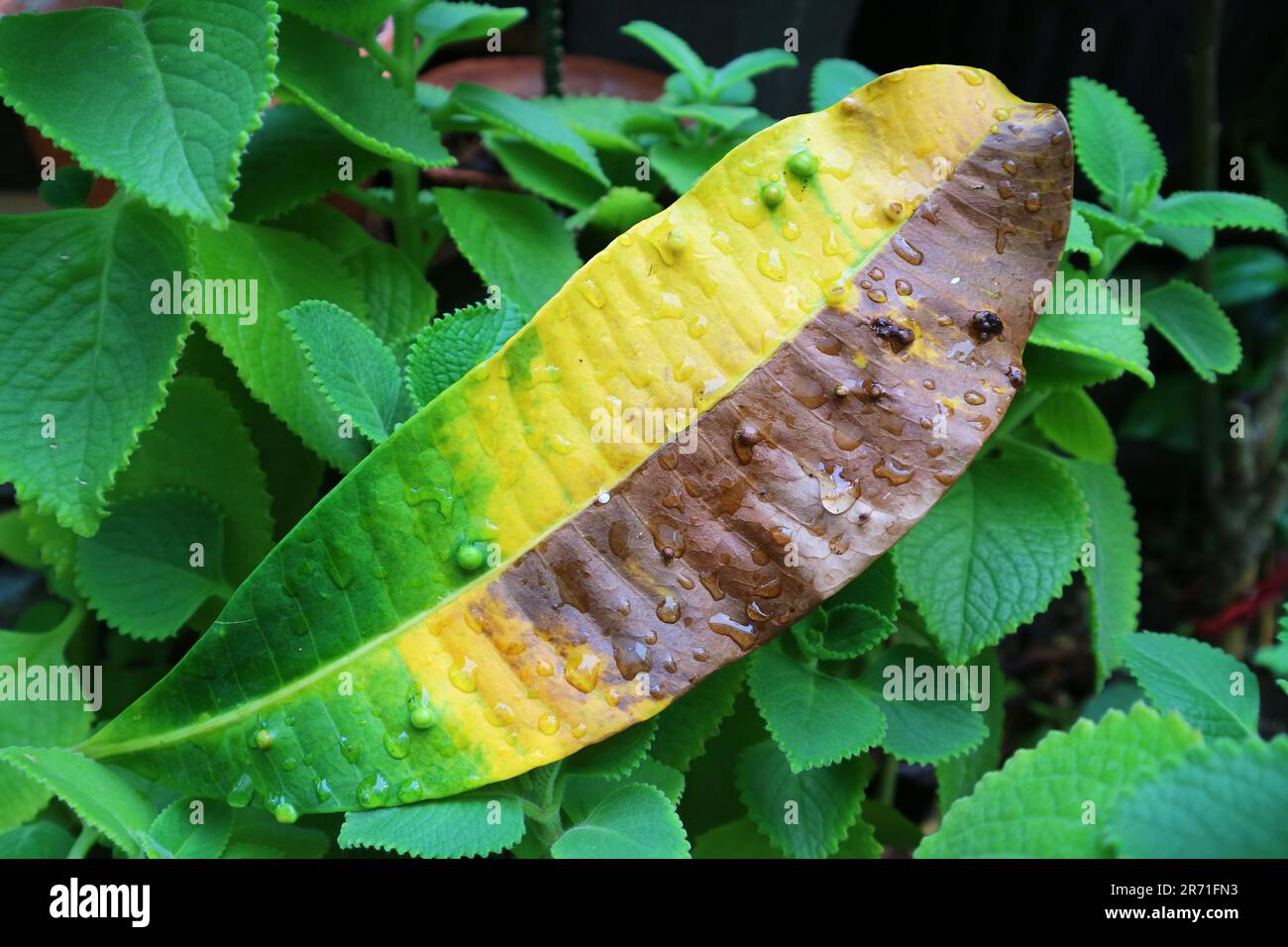 Diseased Pong Pong Tree Leaf Fallen on Cuban Oregano Shrubs Stock Photo ...