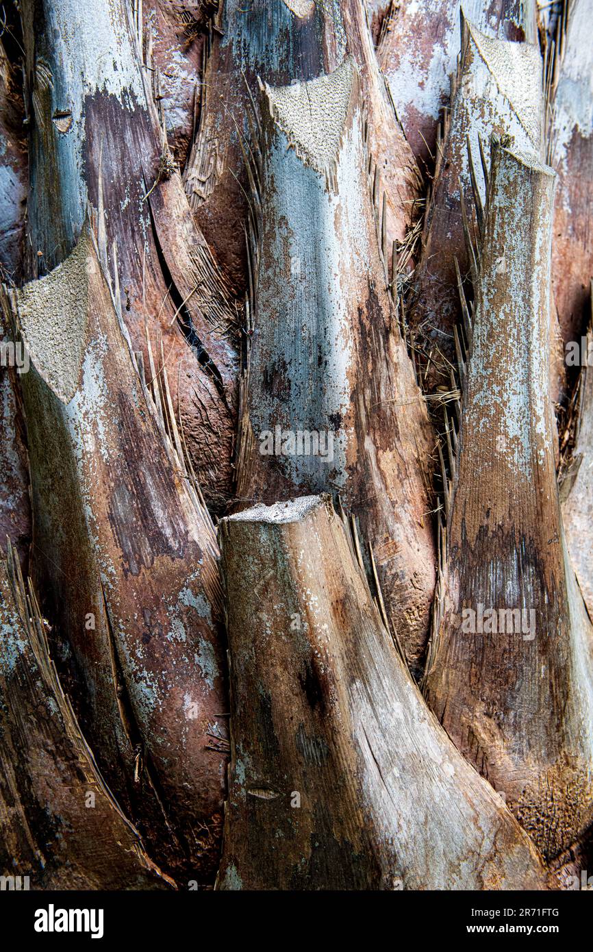 Jelly Palm (Butia capitata), Botanical Conservatory Garden of Brest ...